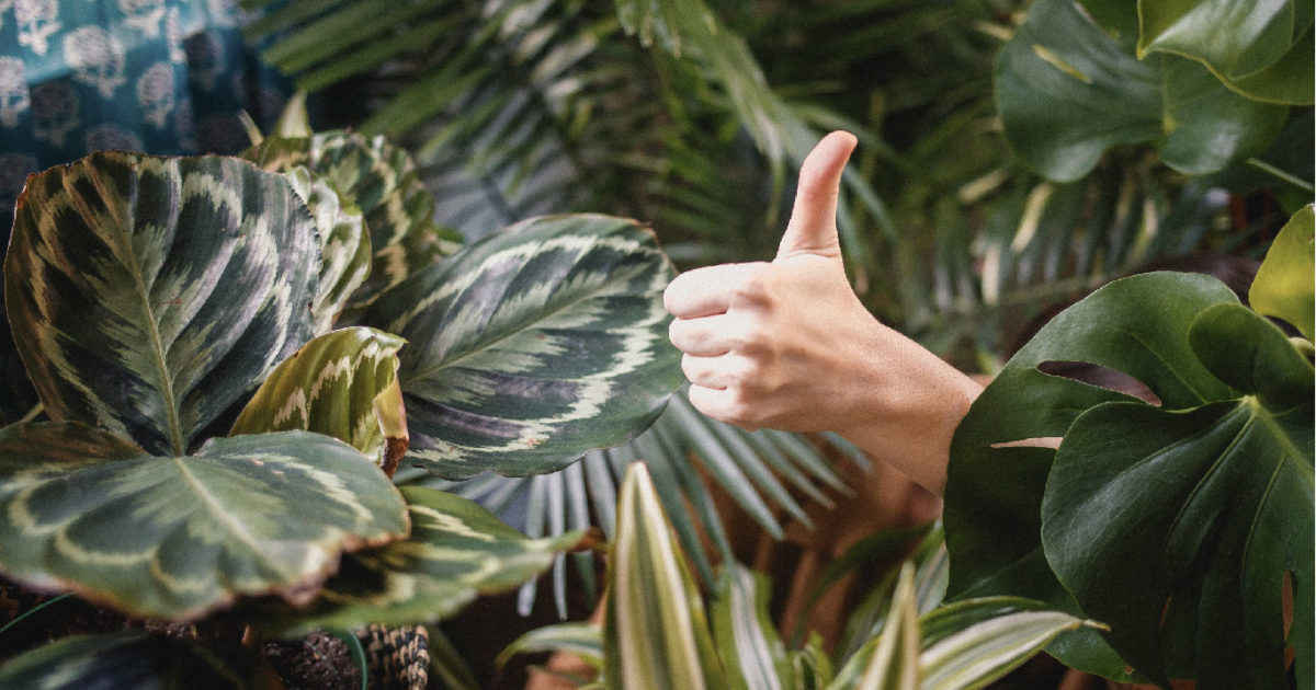 Puns? Yes please! | Evergreen Podcasts